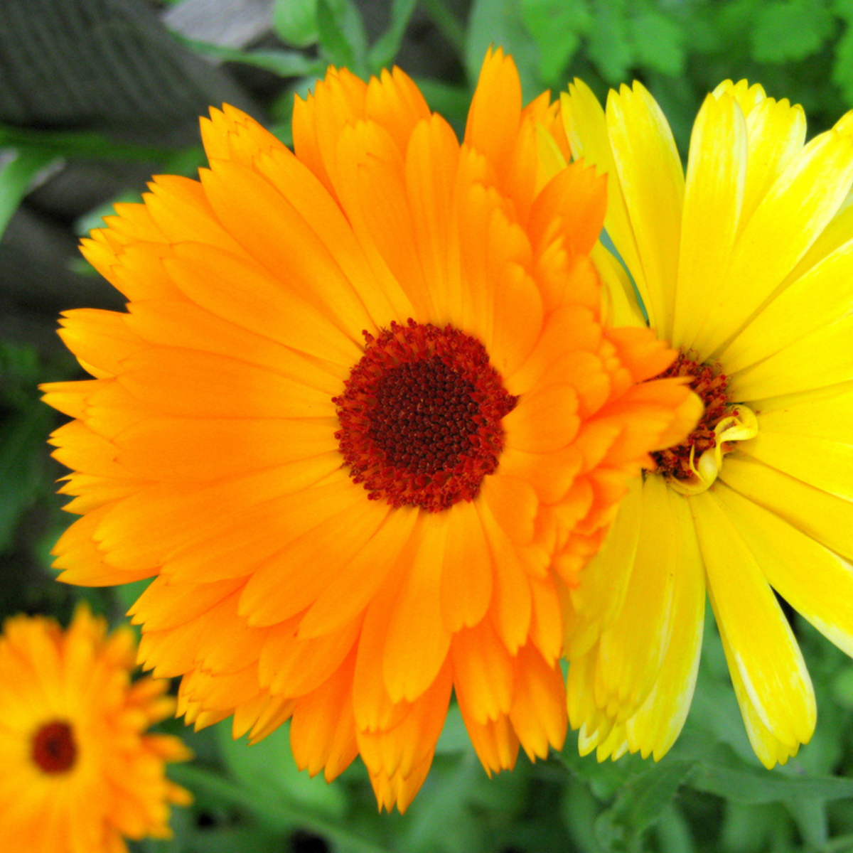 Calendula Tarot Seed Packet | Sow the Magic